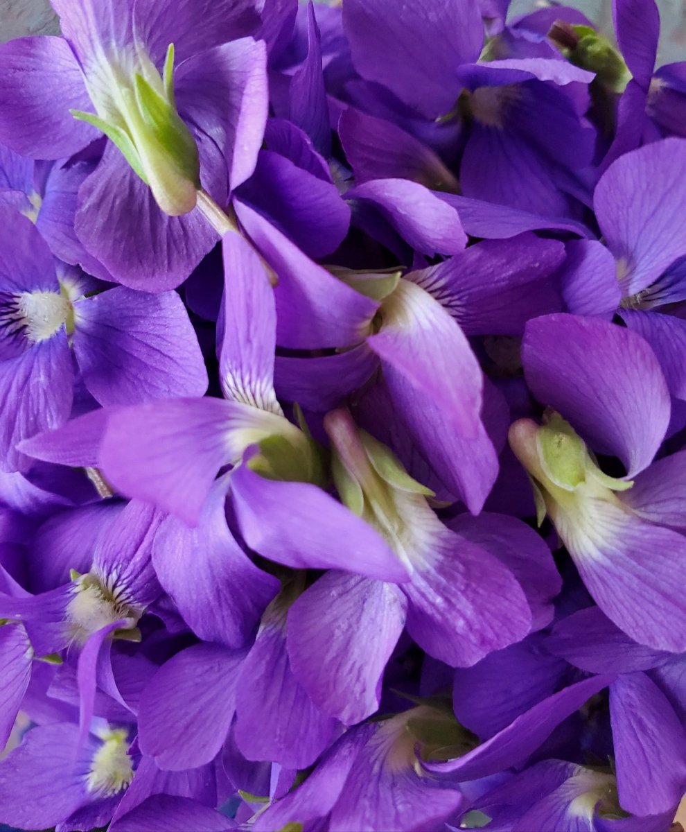 Violets and the beginning of an artistic journey into natural color ...