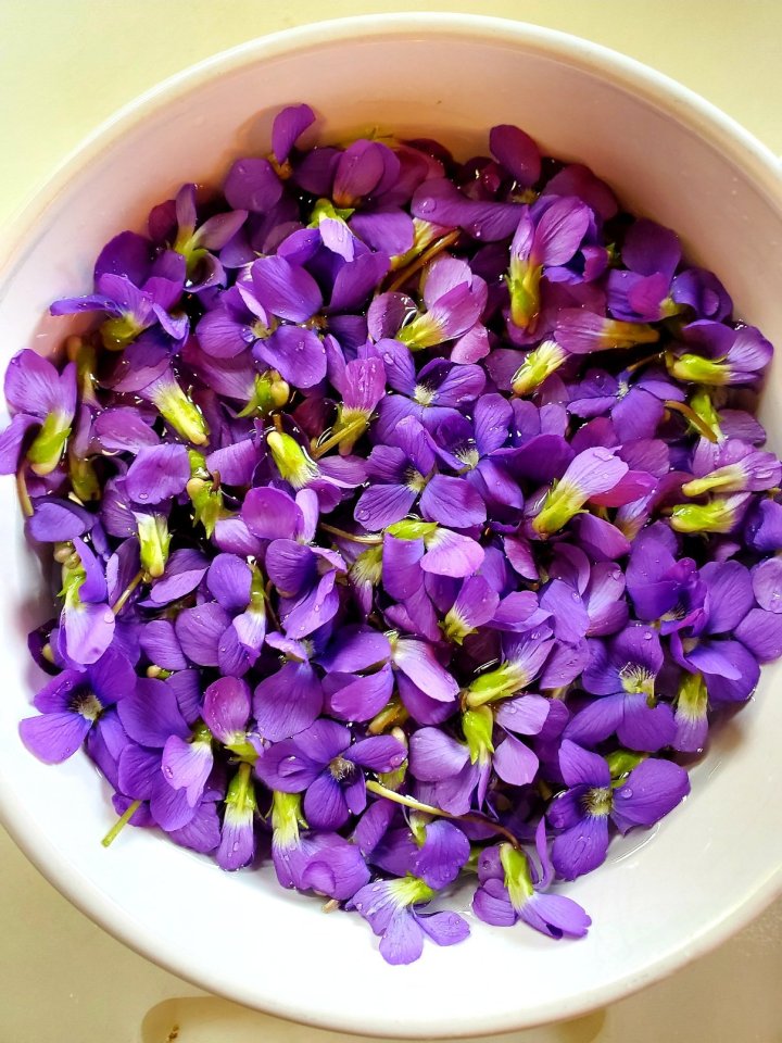 Violets and the beginning of an artistic journey into natural color ...